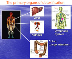 Toxins in Our Bodies